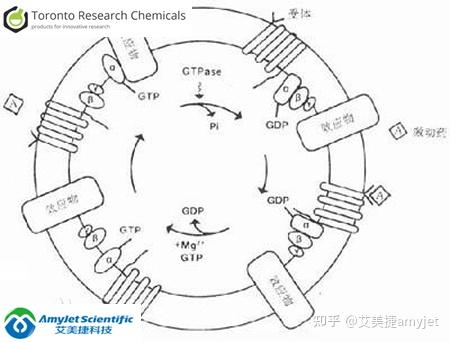 TRC肿瘤学丨艾美捷TRC细胞内信号研究领域 - 知乎