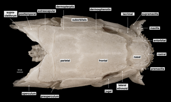 Morphology of the Vertebrate Skeleton(Ⅱ) - 知乎