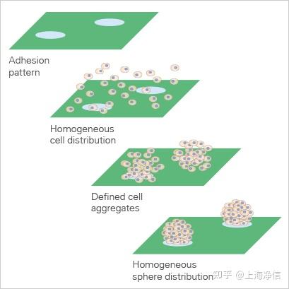 ibidi 3D细胞培养模型 – 概述 - 知乎