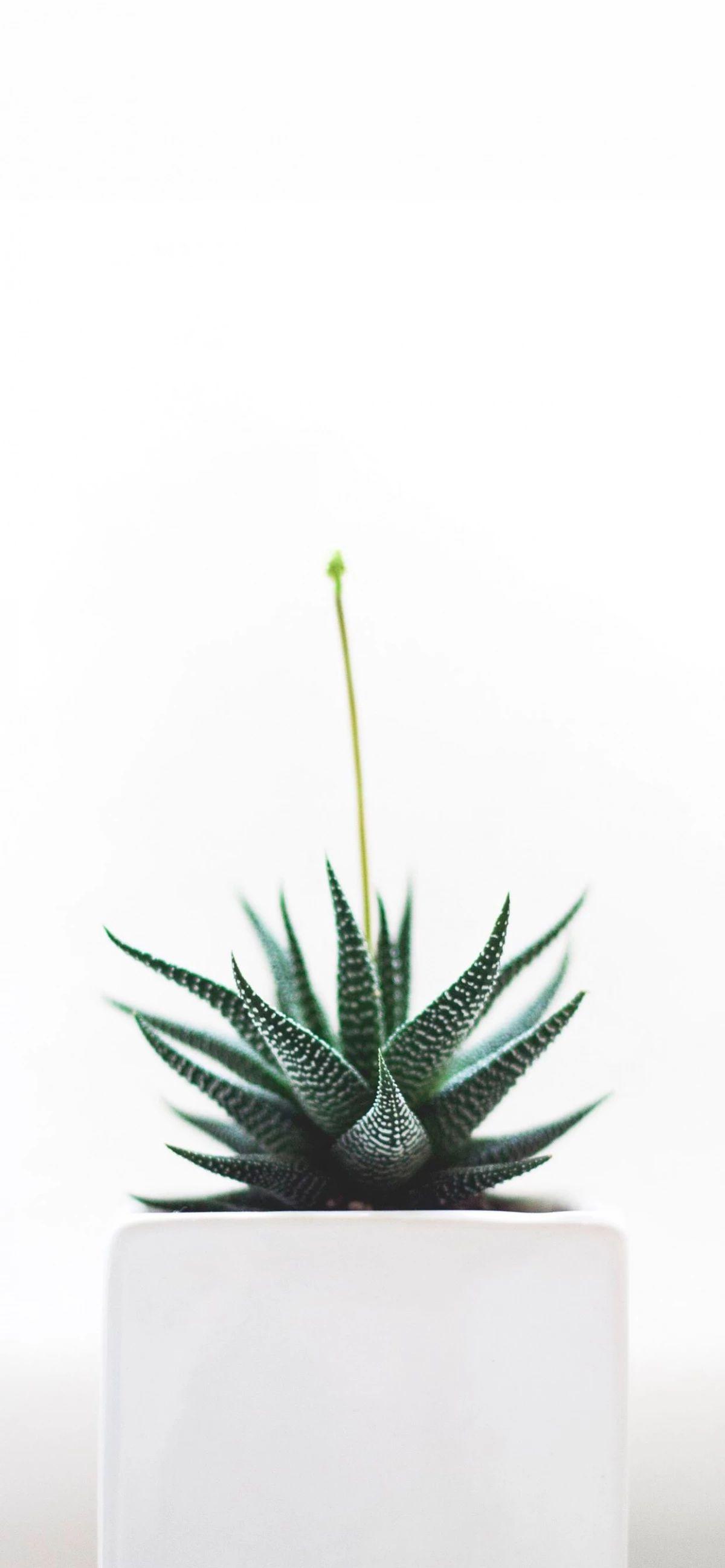 翻了200多张壁纸，最后精选出的干净素雅【白色壁纸】🥛 - 知乎