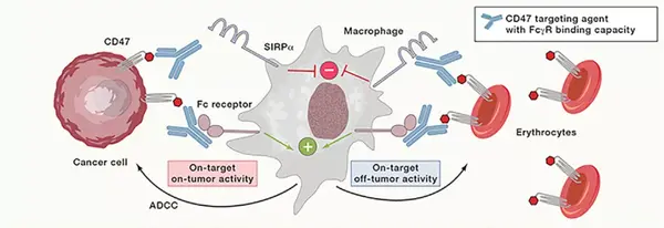 信达肿瘤选择性CD47/PD-L1双抗 - 知乎