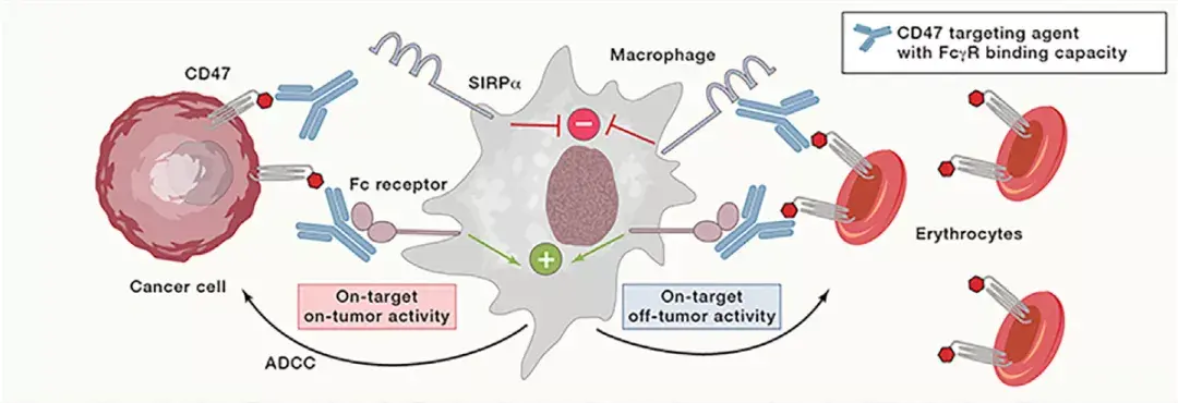 信达肿瘤选择性CD47/PD-L1双抗 - 知乎