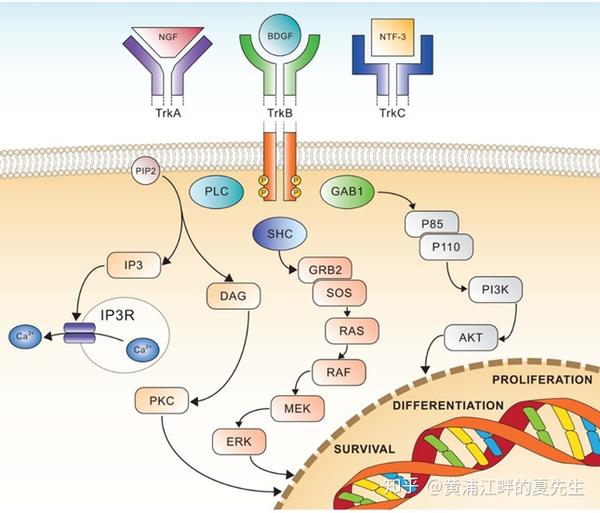 NTRK基因融合的机制与靶向治疗 - 知乎