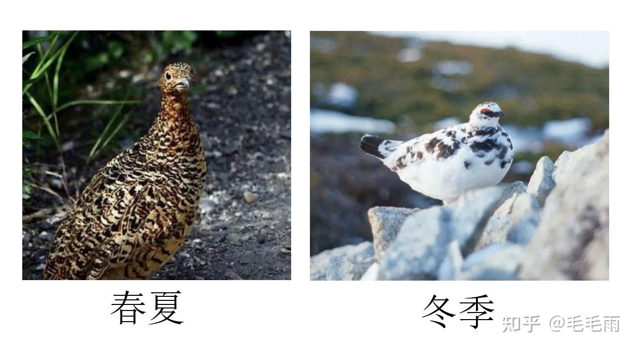 阿伟的WGCNA分析手册（一） - 知乎