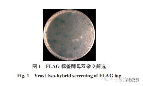 FLAG标签纳米抗体的筛选、表达及验证 - 知乎
