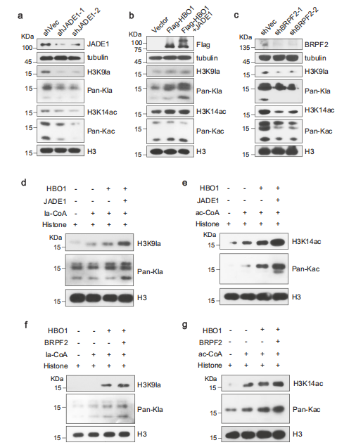 IF14.7! 中科院1区！HBO1 催化赖氨酸乳酸化并介导组蛋白 H3K9la 调节基因转录 - 知乎