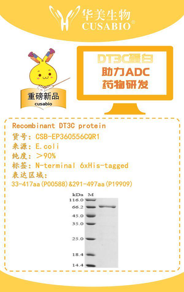 DT3C：ADC抗体内化效率体外检测新工具 - 知乎
