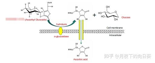 也谈谈维生素C ～～～美肤领域的那种哦 - 知乎