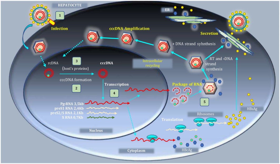 解析乙肝病毒感染中cccDNA的存留机制，为治愈乙肝带来新希望 - 知乎