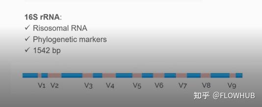 16s rRNA 分析 - 知乎