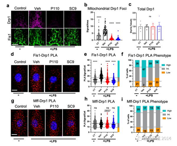 SC9 通过 SWAG 位点靶向 Drp1 - 知乎