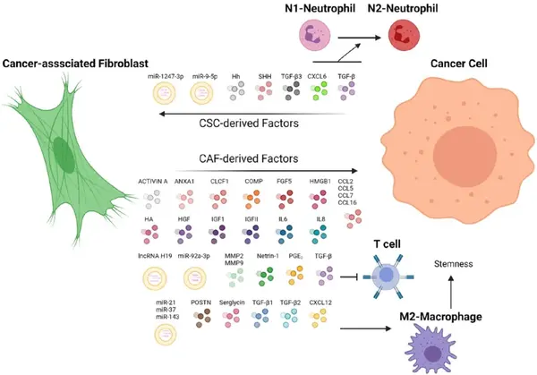 Front Cell Dev Biol|香港大学Stephanie Ma团队揭示CAF在肿瘤微环境中的动态参与作用机制 - 知乎