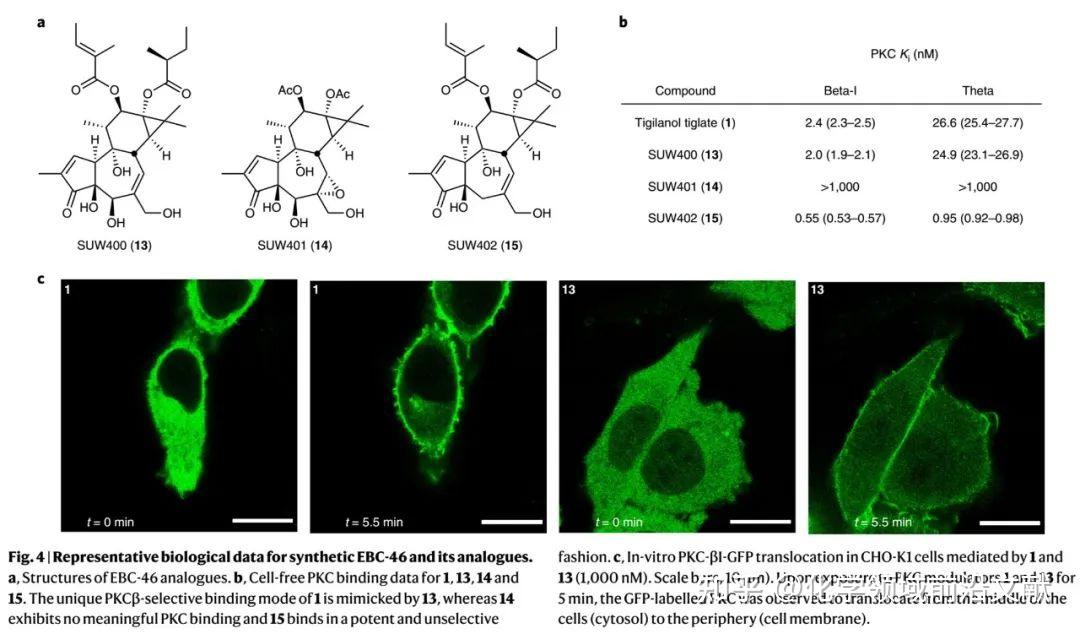 Wender组Nat. Chem.：抗癌药EBC-46及其类似物的克级规模半合成 - 知乎