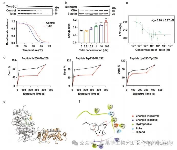 以药找靶及关键氨基酸位点验证：TPP+CETSA+MST+HDX-MS+分子对接验证tutin靶向CN诱导小鼠癫痫发作 - 知乎