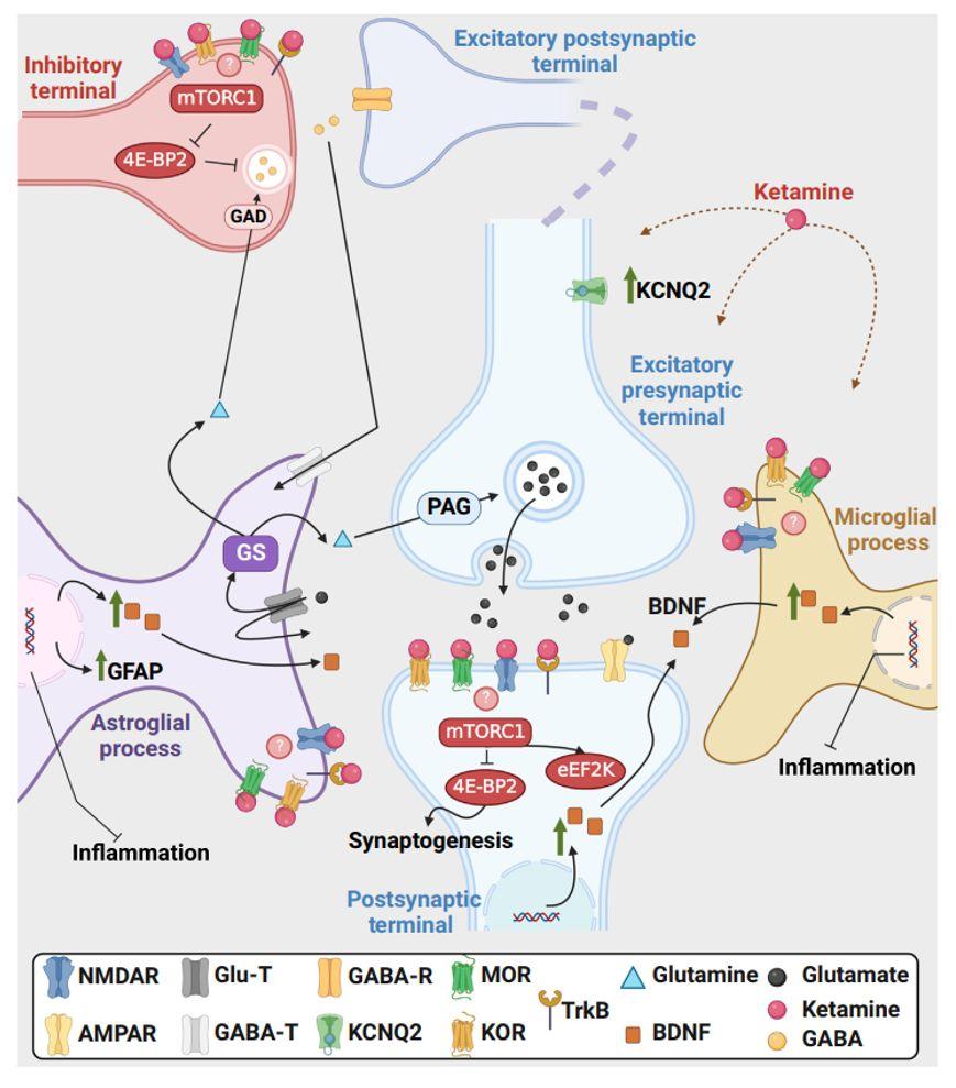 Trends Neurosci最新综述: 氯胺酮抗抑郁未来研究的重要方向 - 知乎