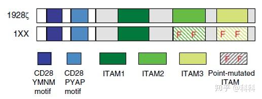 【工具】如何制作一个CAR? (免疫疗法) - 知乎