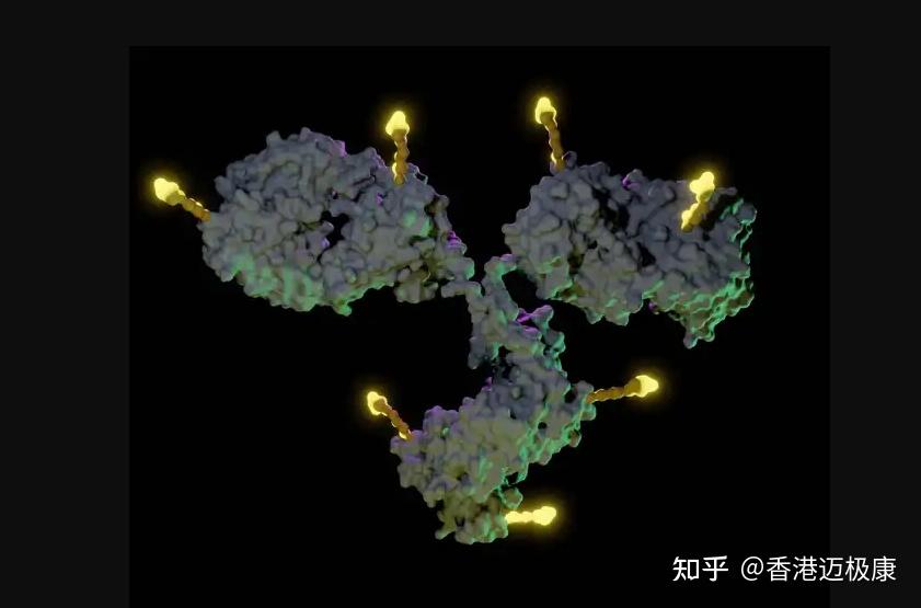 FDA已加速批准 ImmunoGen Inc. 的 Elahere，用于铂耐药卵巢癌的抗体药物偶联物 - 知乎