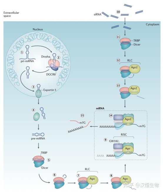 实现组织特异性干扰的工具——miR30结构 - 知乎