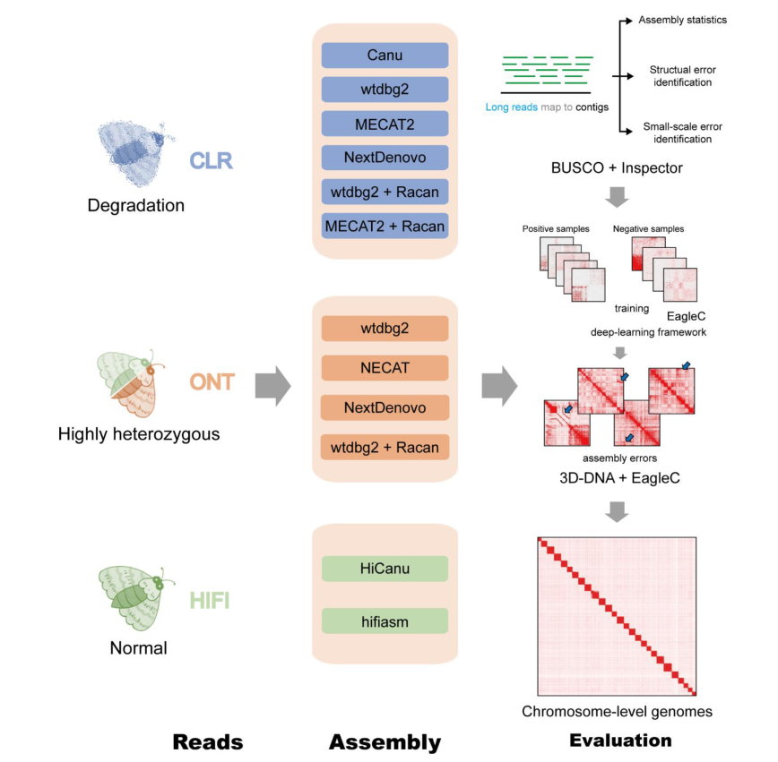 项目文章丨家蚕T2T基因组告诉你，为什么组装T2T要首选HiFi测序！ - 知乎
