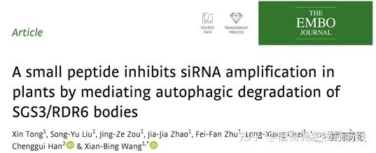 EMBO J | 中国农业大学王献兵团队鉴定到一个小肽自噬受体并揭示其抑制siRNA扩增的分子机制 - 知乎