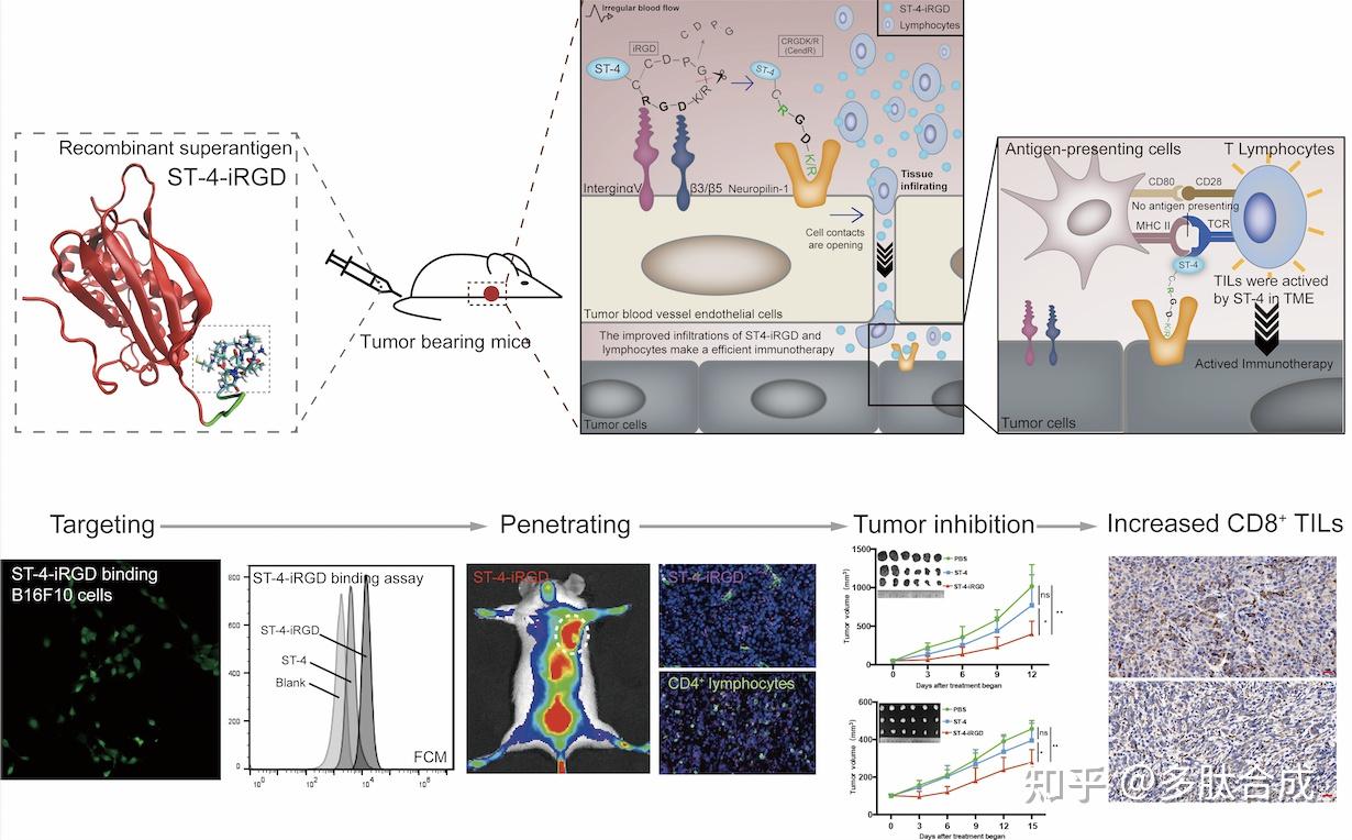 用于癌症成像的靶向肽：iRGD - 知乎
