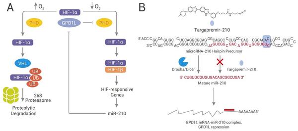 miRNA 在基因调控中的作用 | MedChemExpress - 知乎