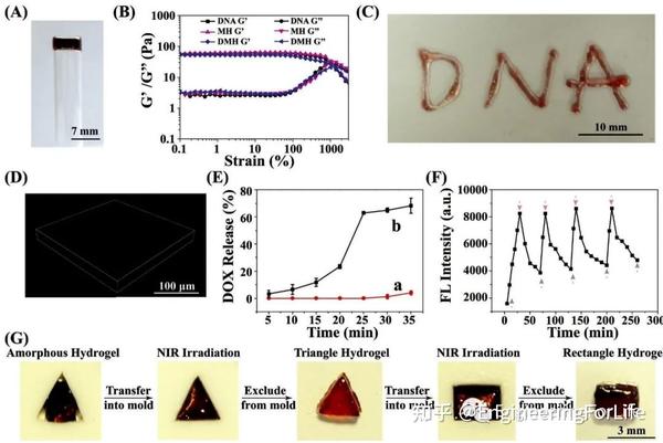 《Small》:用于NIR触发局部光热-化疗协同癌症治疗的热响应 MXene-DNA 水凝胶 - 知乎