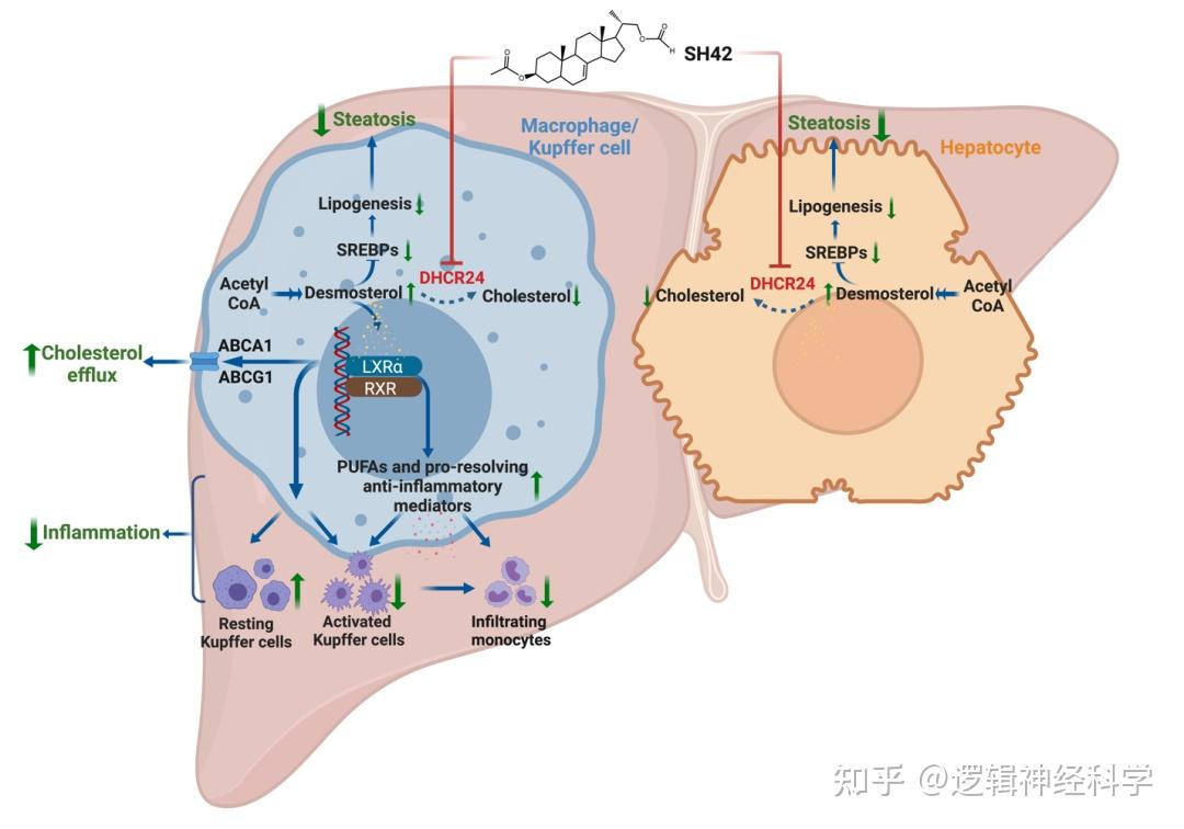 EMBO Mol Med︱“一石二鸟”，西安交通大学王亚楠课题组报道治疗非酒精性脂肪肝新策略 - 知乎