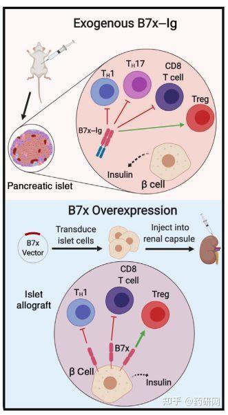 B7家族的泛癌种新星：B7-H4 - 知乎