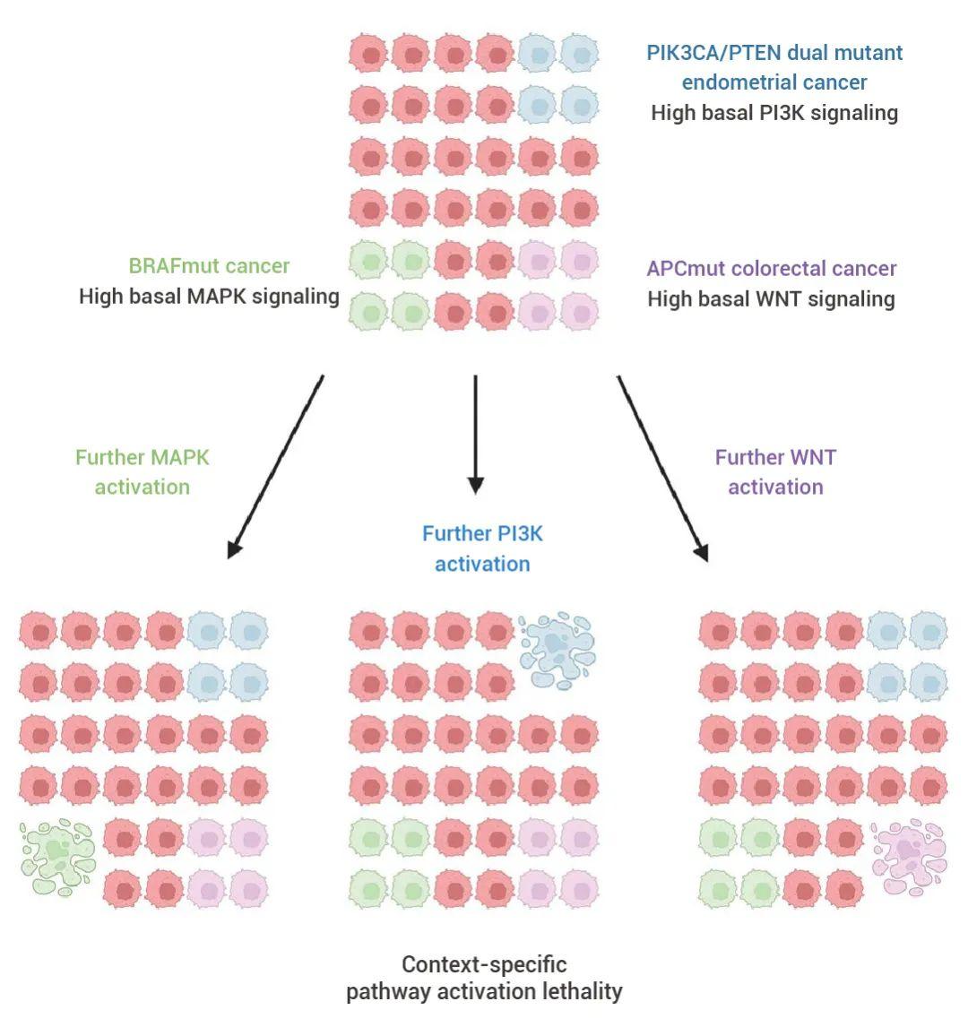 过度激活 Wnt 通路，"反杀" 癌细胞！| MCE - 知乎