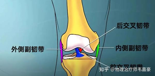 前交叉韧带撕裂指南（ACL 损伤） - 知乎