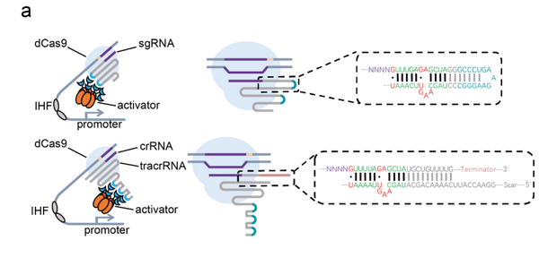 Nat Comm︱王宝俊团队揭示II型CRISPR系统crRNA-tracrRNA配对的可编程性机制及其RNA检测应用 - 知乎