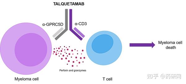 全球首款GPRC5D/CD3双抗获批上市，GPRC5D在研进展梳理 - 知乎