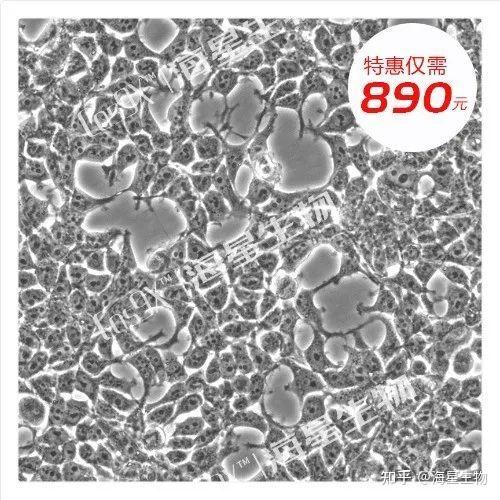 养好293T细胞的培养攻略 - 知乎