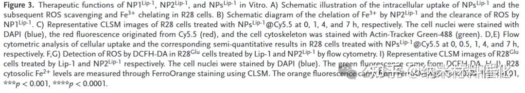 【Adv.Mater】铁螯合和活性氧清除聚合物与硫酮和硫醚键传递铁死亡抑制剂Lip‐1提供急性青光眼视网膜神经节细胞三联治疗策略 - 知乎