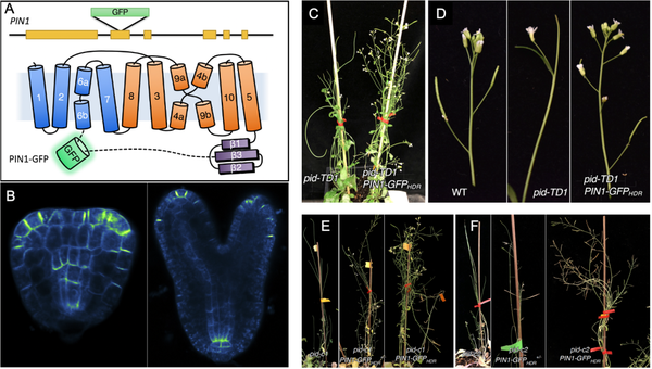 PNAS | 广泛应用的PIN1-GFP融合蛋白导致植物不需要PID：重新思考PIN1和PID之间的关系 - 知乎