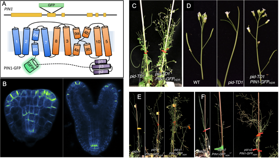 PNAS | 广泛应用的PIN1-GFP融合蛋白导致植物不需要PID：重新思考PIN1和PID之间的关系 - 知乎