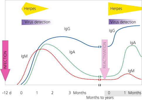 技术丨HSV感染的免疫应答与抗原选择策略 - 知乎