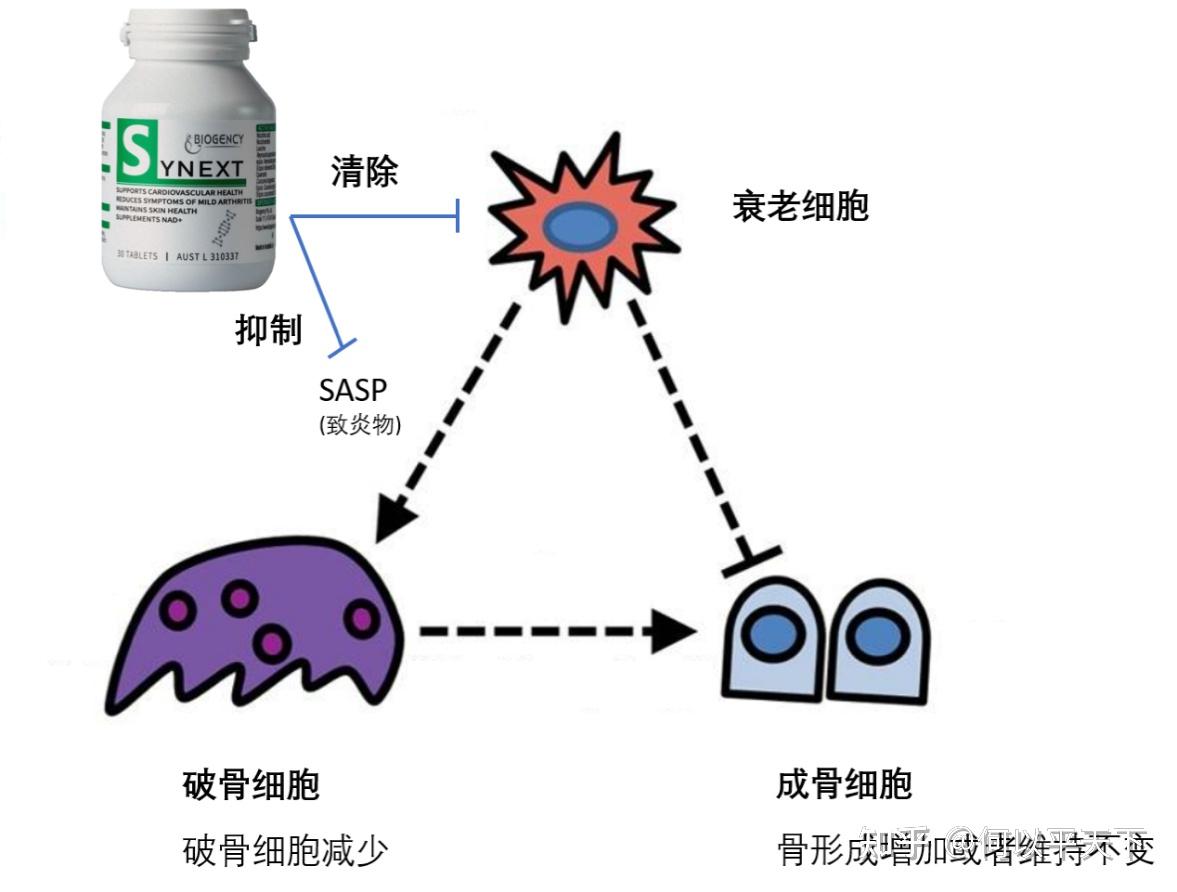 第二代小绿瓶绿Synext上市了 - 知乎