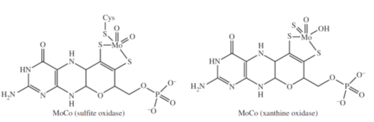 干货分享丨生命元素系列之过渡金属元素 - 知乎