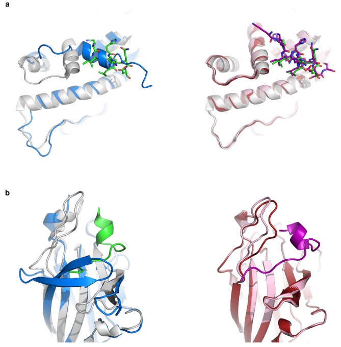 Nat.Commun | 应用AlphaFold2进行多肽-蛋白质对接 - 知乎