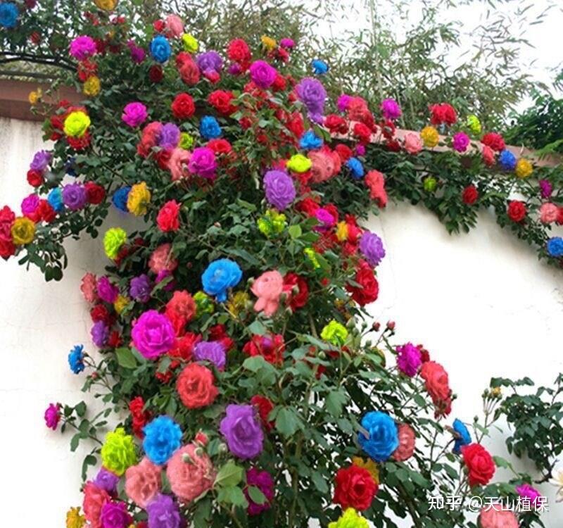 蔷薇一年开几次花：花期规律与养护解析 - 知乎