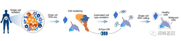 SCS【33】单细胞转录之全自动超快速的细胞类型鉴定 (ScType) - 知乎