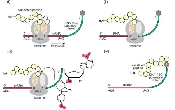 Focus | mRNA展示技术：新起之秀or转瞬花火？ - 知乎
