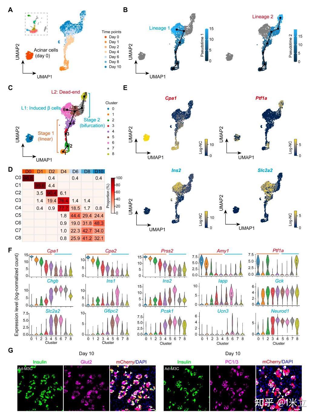 IF:13.6|胰腺细胞再生新途径——腺泡细胞转分化 - 知乎