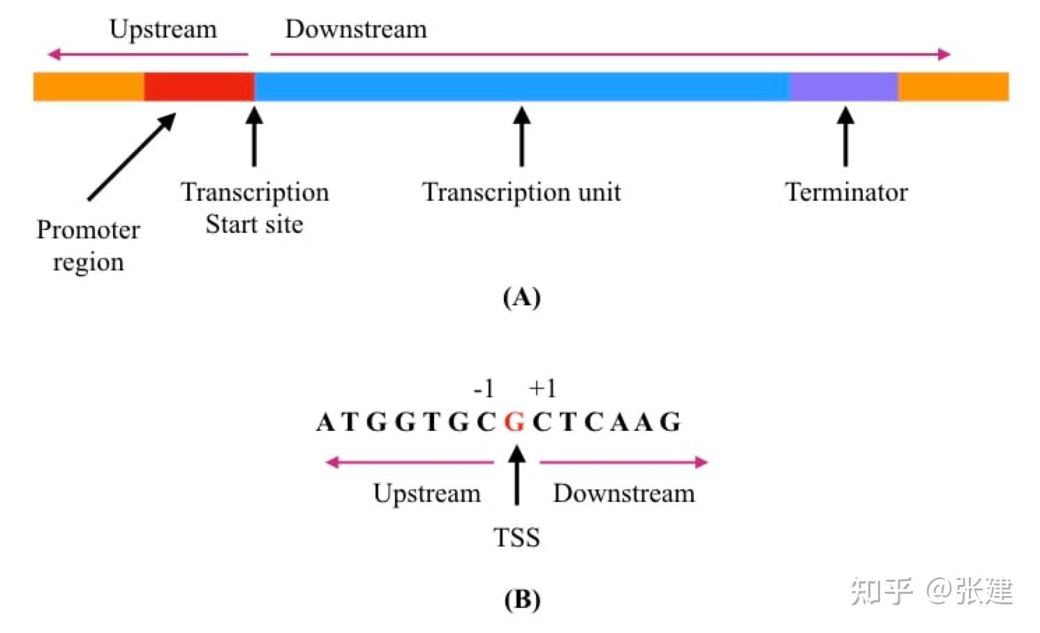 ATAC-seq pipeline (2022_12_10 Version1.0) - 知乎