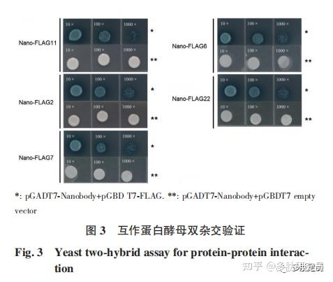 FLAG标签纳米抗体的筛选、表达及验证 - 知乎