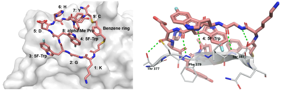 来源于噬菌体和mRNA展示的环肽：Peginesatide，MK-0616 - 知乎