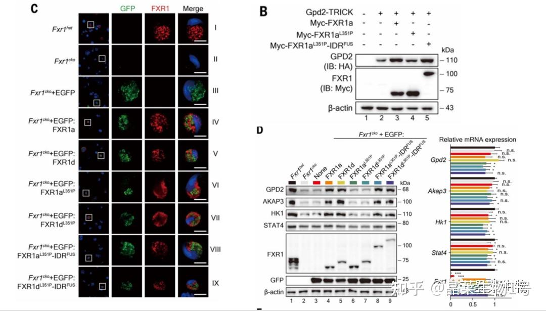 FXR1的LLPS通过激活储存的mRNA的翻译来驱动精子发生 - 知乎