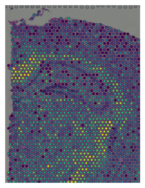 squidpy 教程 3：使用 Napari 进行交互式可视化 - 知乎